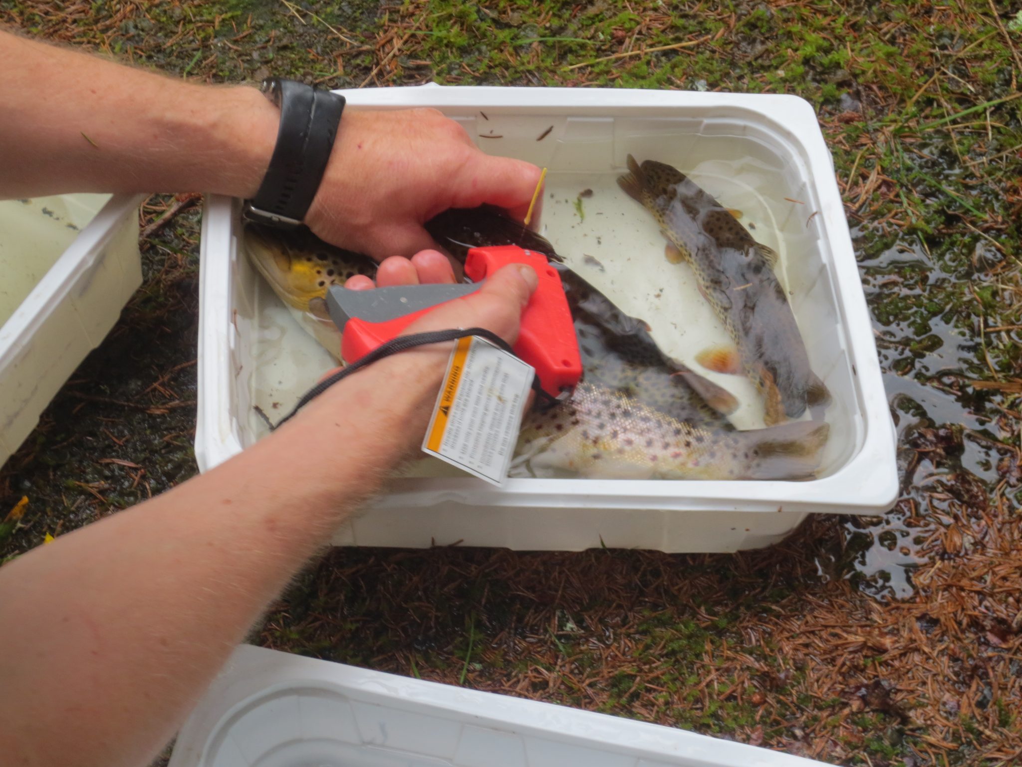 Sähkökoekalastus apuna taimenkannan hoitamisessa - KVVY
